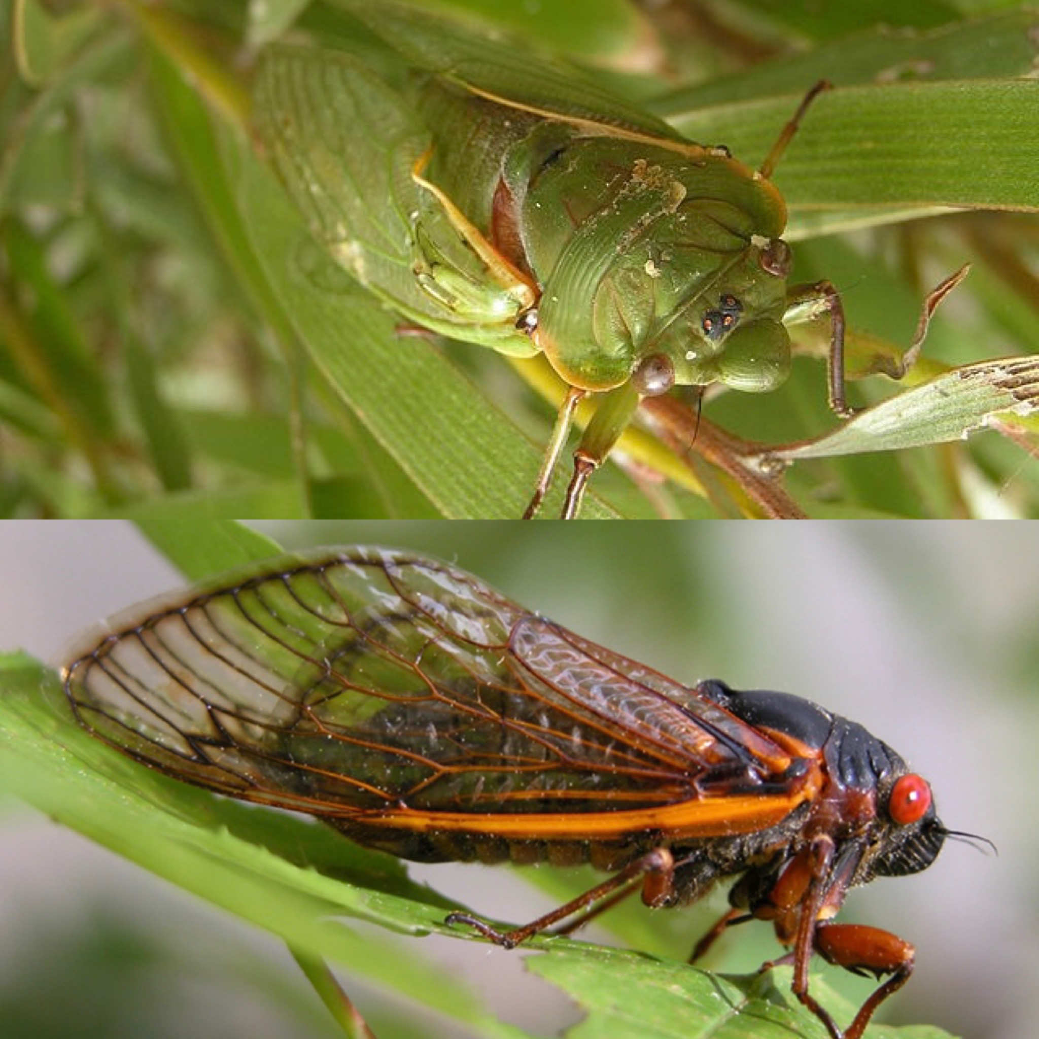 A Look Back at Brood X 2021 – Stephwaxpoetic