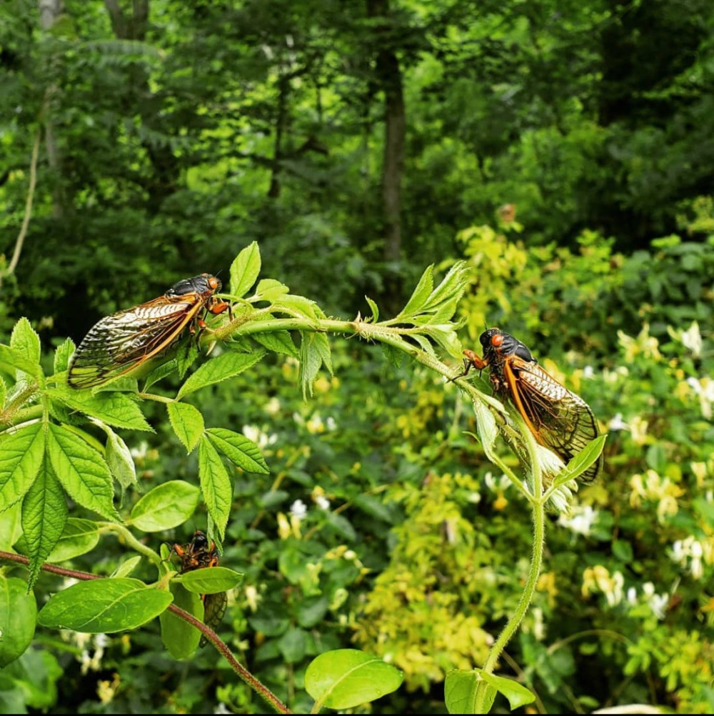 A Look Back at Brood X 2021 – Stephwaxpoetic