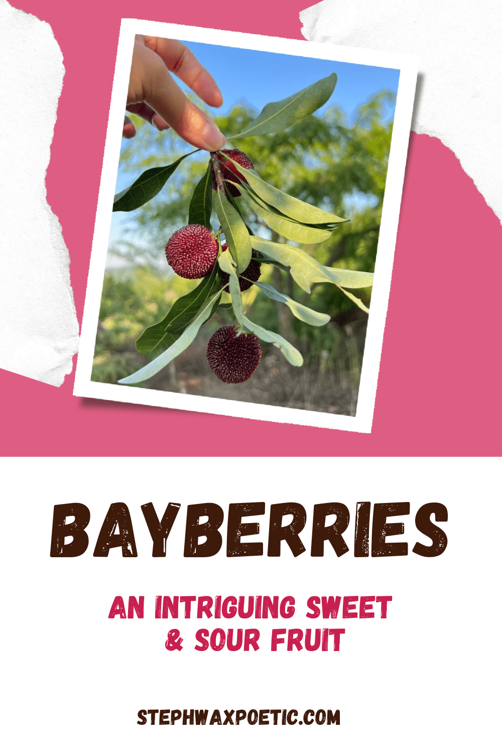 Bayberries (杨梅): An Intriguing Sweet and Sour Fruit – Stephwaxpoetic