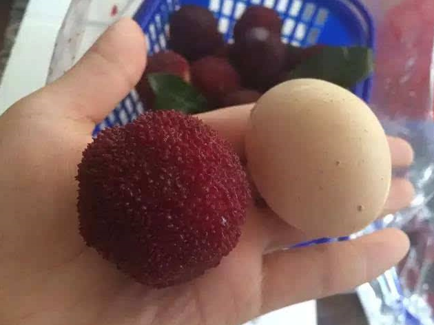 Bayberries (杨梅): An Intriguing Sweet and Sour Fruit – Stephwaxpoetic